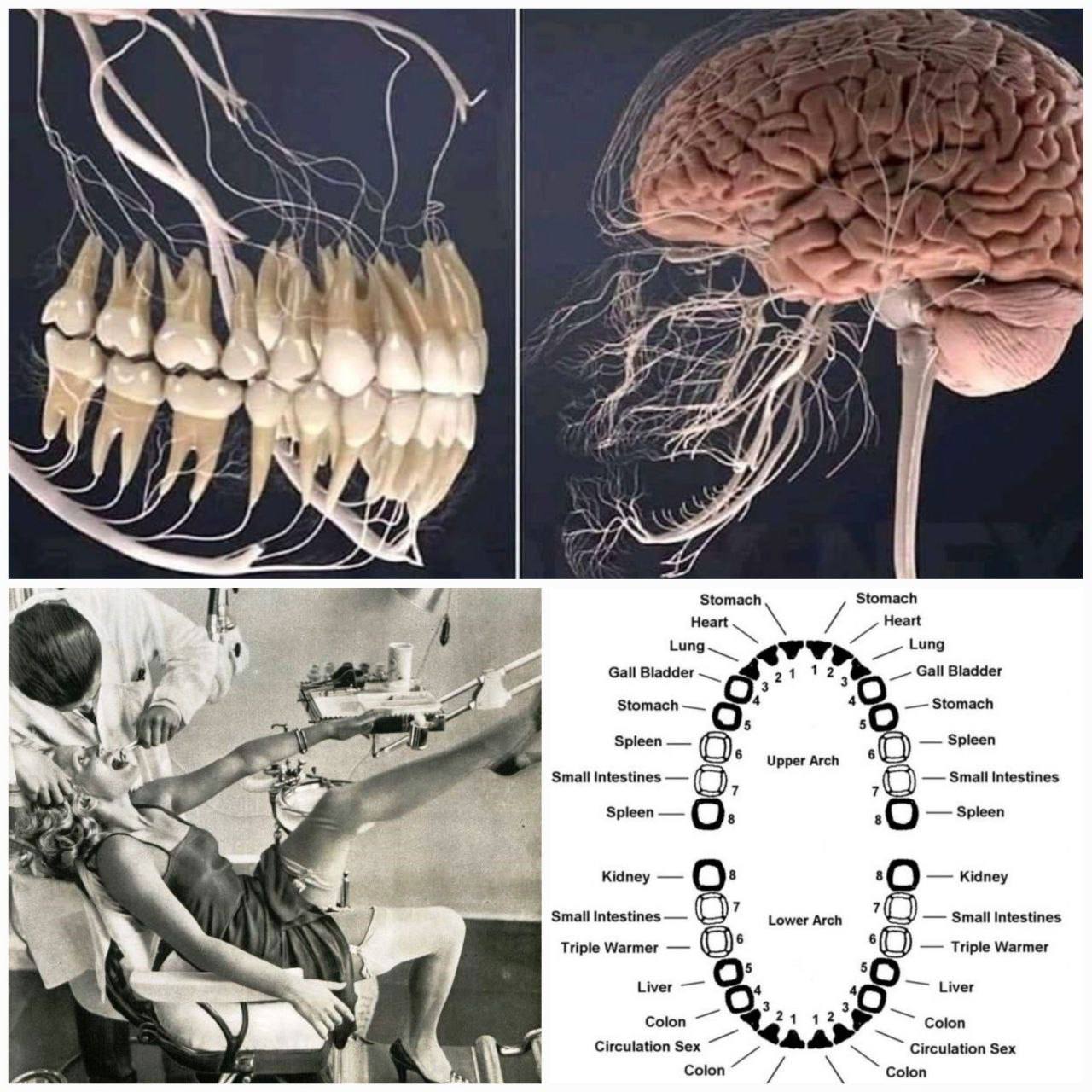 The NERVES from our TEETH are connected directly to our BRAIN ...